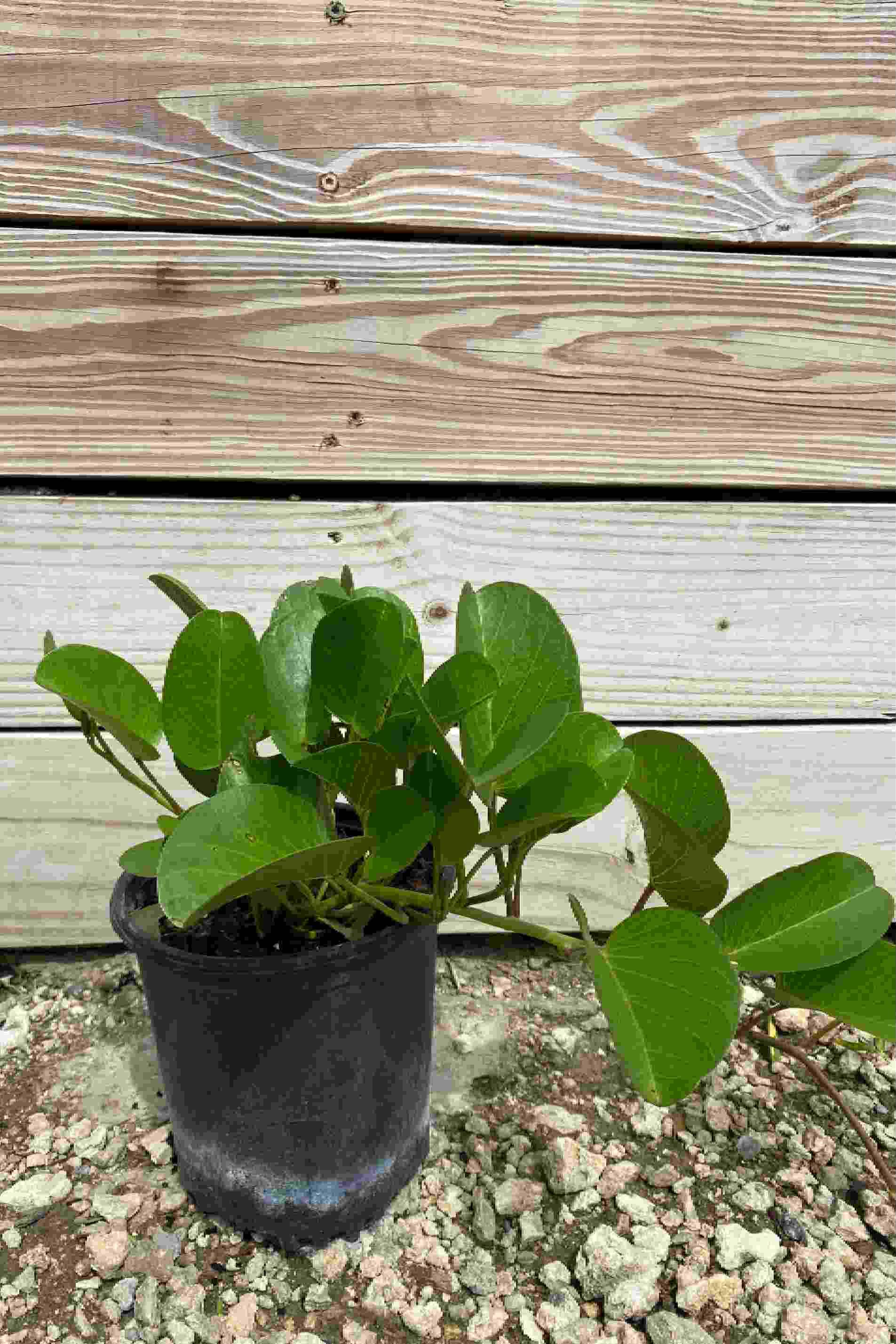 Railroad Vine - Ipomoea - Outdoor Plants | Plantshop.me