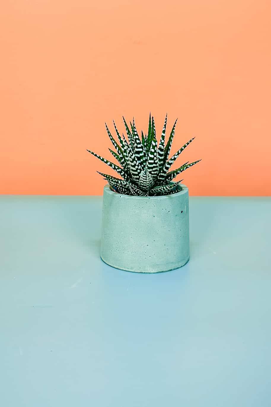 Buy Potted Haworthia - Plantshop.me UAE