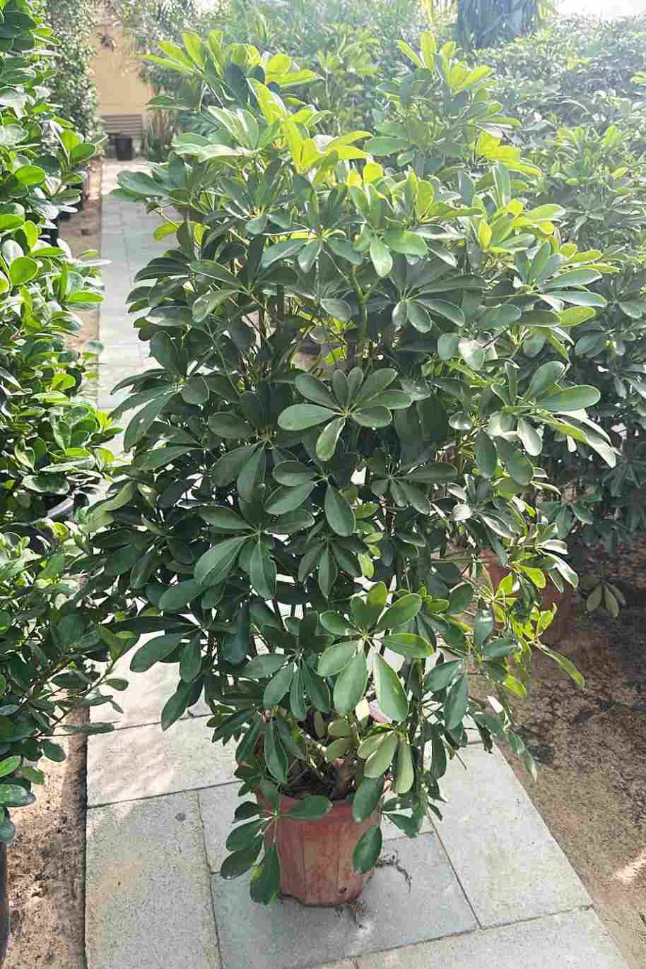 Buy Schefflera Green Plant