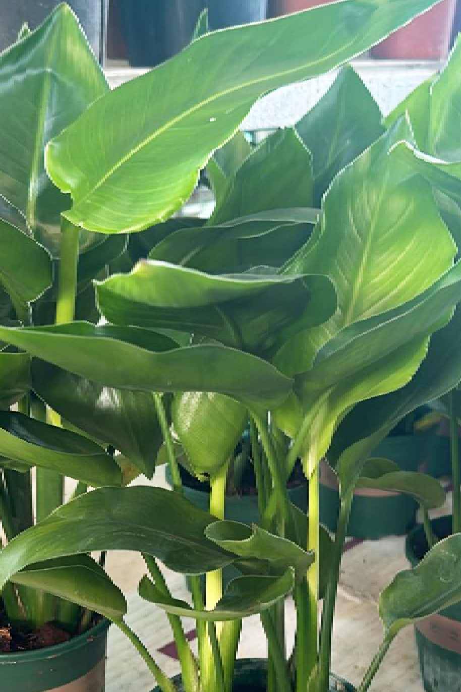 Buy Strelitzia Nicolai Dwarf China UAE