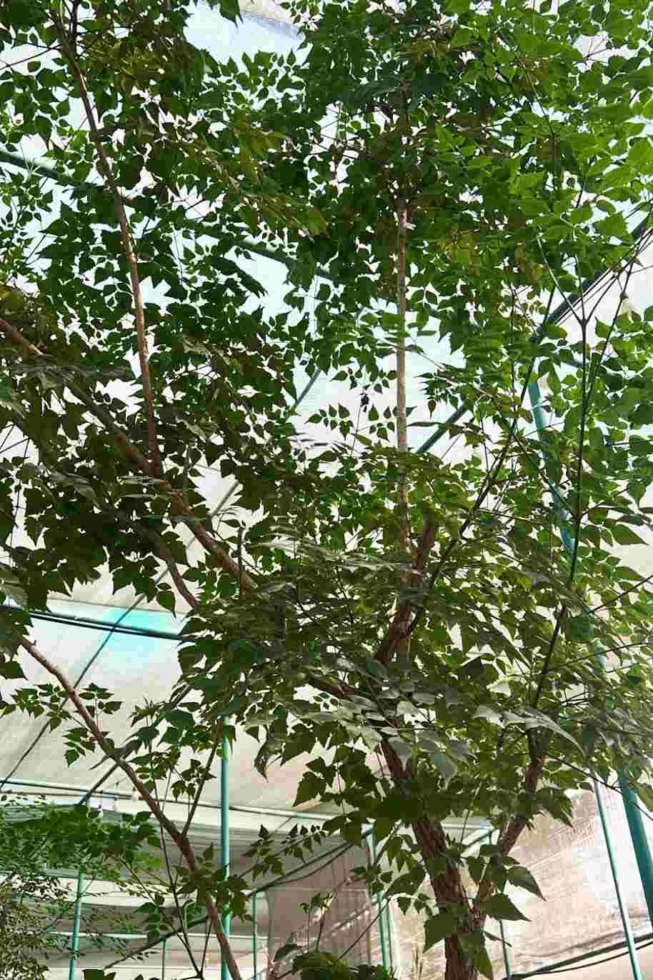 Buy Tree Jasmine | Outdoor Flowering Plant UAE