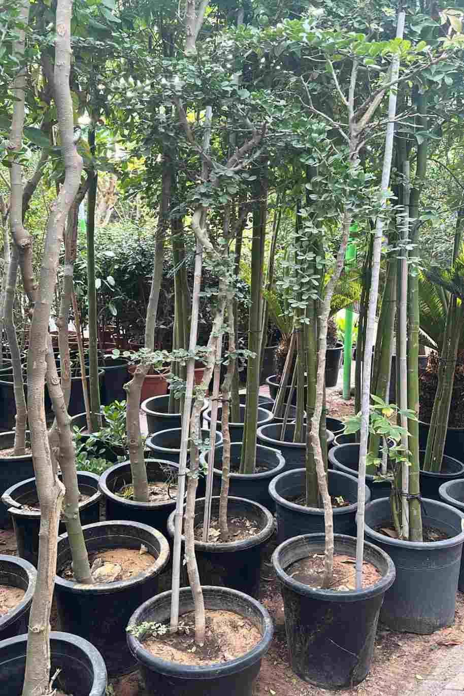 Buy Wood Apple Tree Online | Fast Delivery in UAE