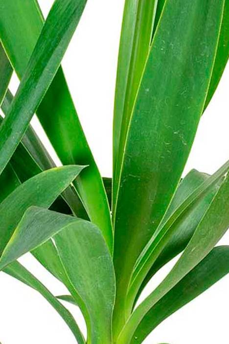 Buy Yucca Indoor Plant 2pp | Plantshop.me UAE