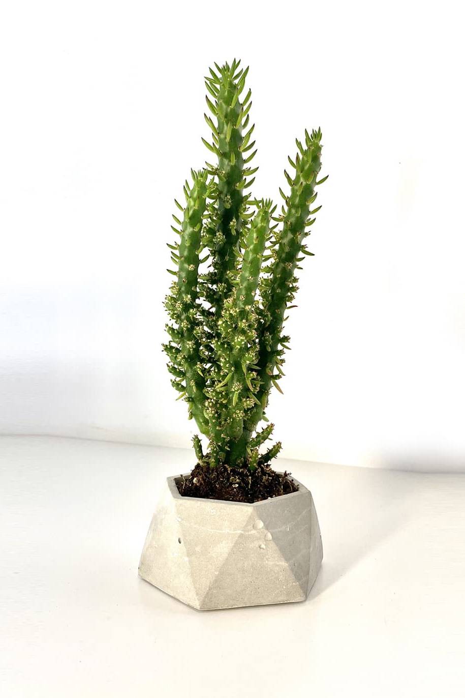 Potted Eve's Pin Cactus - Terrarium | Plantshop.me