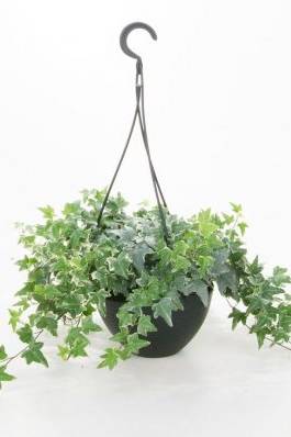 Hedera Helix Indoor Plant