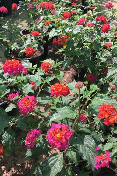 Buy Lantana Mix Color – Vibrant Flowers for Your Garden