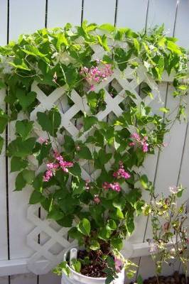 Buy Mexican Creeper - Vibrant Climbers at Plantshop.me UAE