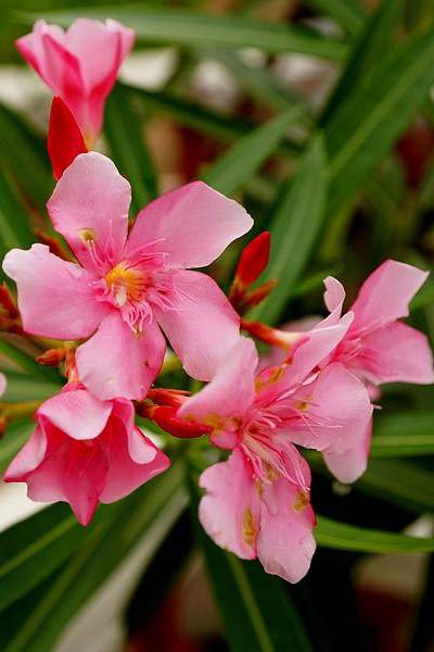 Buy Oleander - Add Colorful Blooms to Your Garden | Plantshop.me