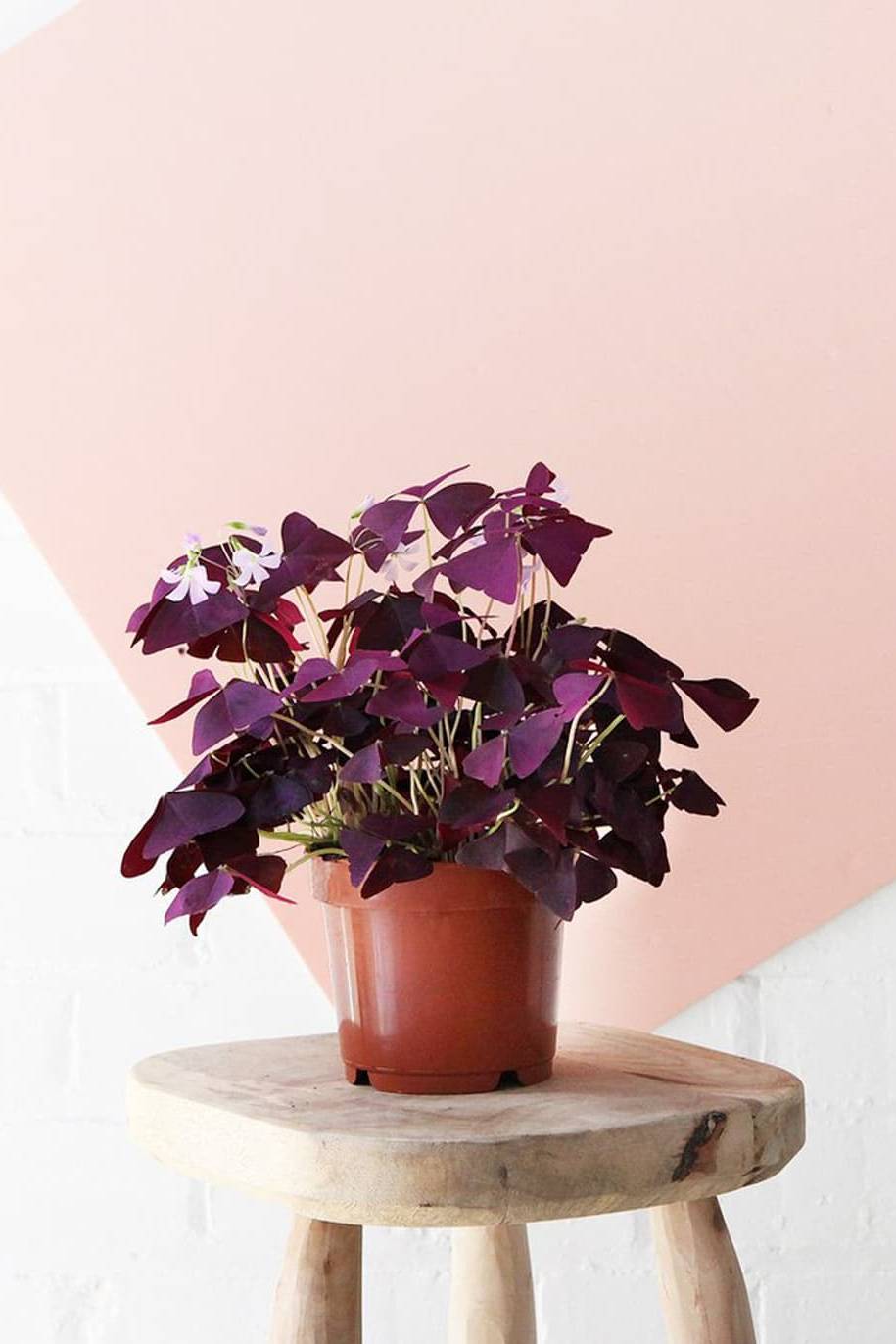 Oxalis - Indoor Plants | Plantshop.me