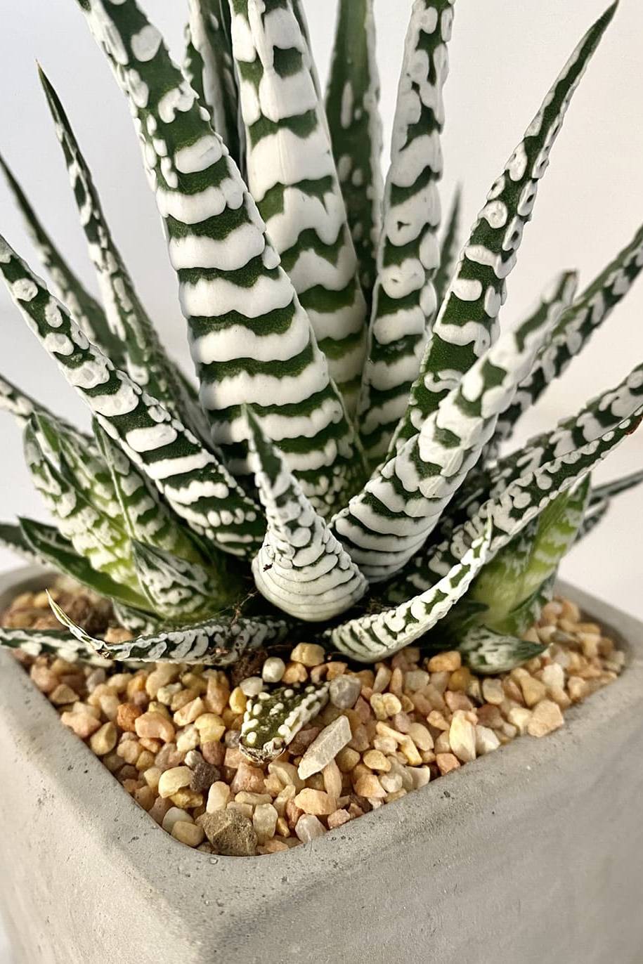 Potted Haworthia - Terrarium | Plantshop.me