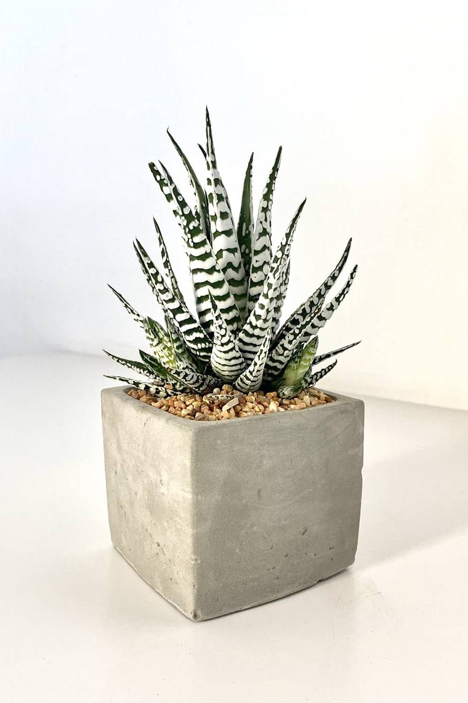 Potted Haworthia - Terrarium | Plantshop.me