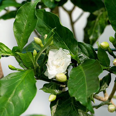Buy Crepe Jasmine Double Head Online UAE