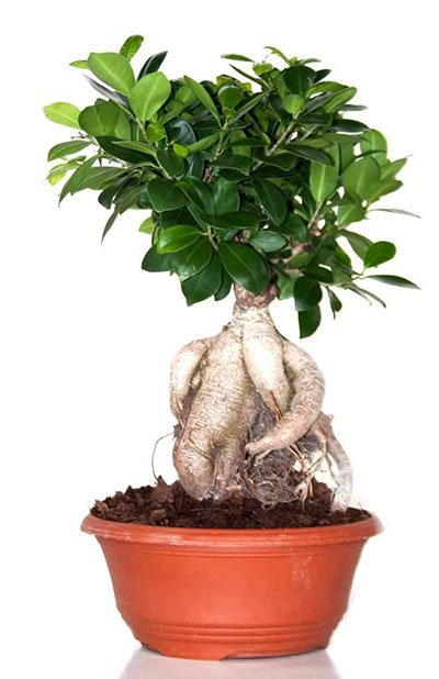 Buy Ginseng Bonsai 60cm Indoor | Plantshop.me UAE